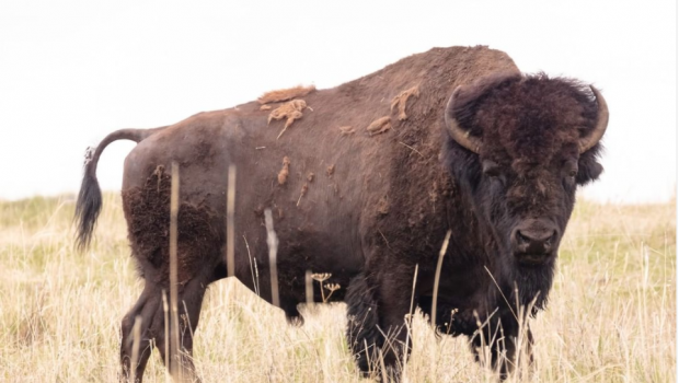 2 Days After Opening, Woman Is Attacked By Bison in Yellowstone | Teton ...