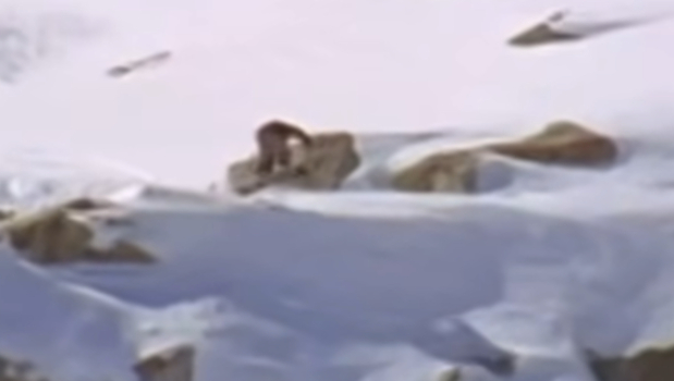 Vintage Inspiration: Snowboarder Devun Walsh’s Legendary Switch Back 5 ...